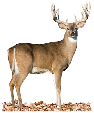 Broadside Whitetail - Cutout | Mossy Oak Graphics